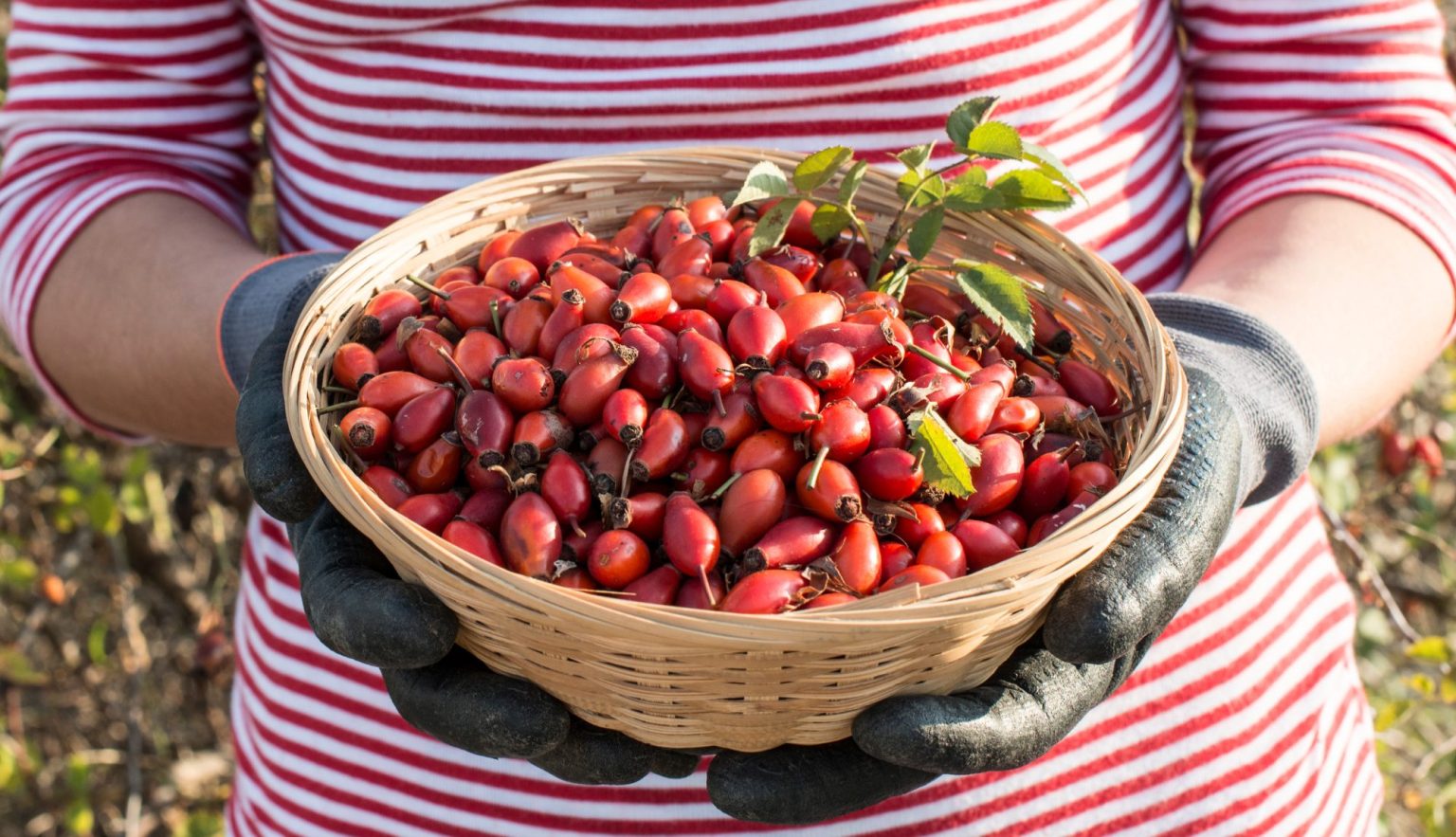 Le Cynorrhodon, le Petit Trésor des Haies – Emeline-aroma
